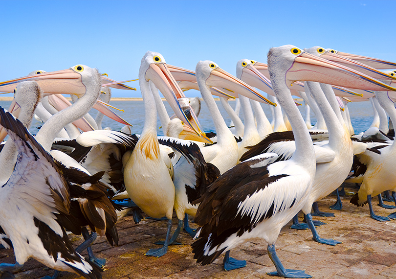 【玩樂東澳】庫倫賓抱抱無尾熊、鷹高小鎮、藍光螢火蟲、神仙灣、黃金海岸大嘴鳥餵食秀七日-品冠旅遊